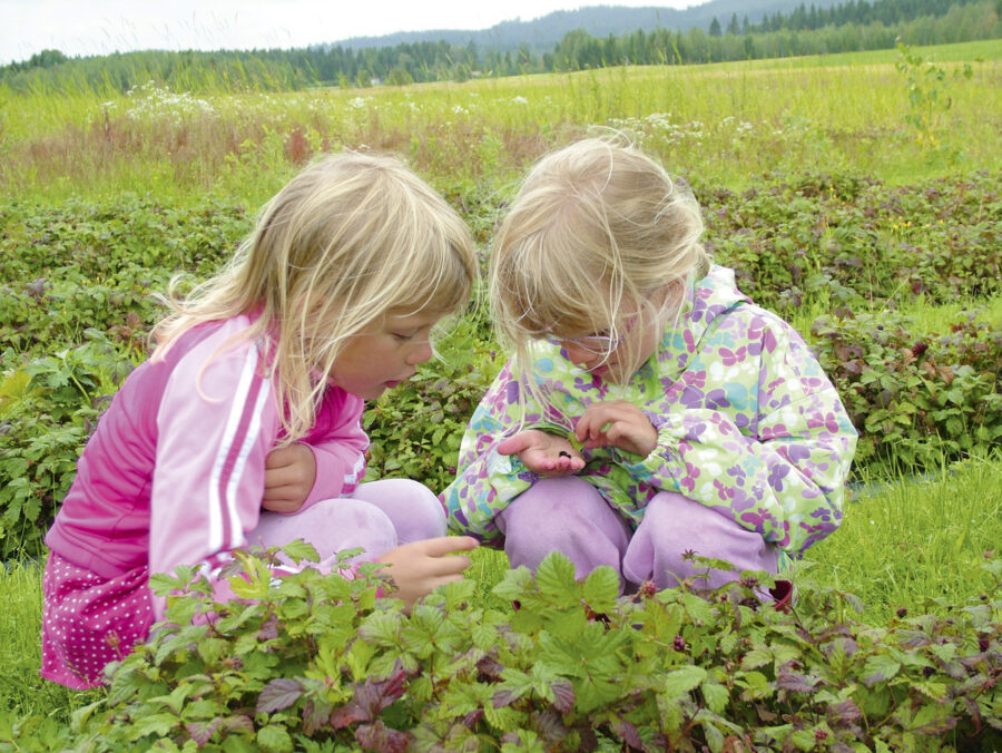 Kesytä mesimarja puutarhaan - Oma Piha